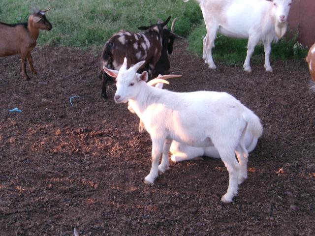 Pygmy Buck and Three Does | Livestock | Gumtree Australia Dalby Area ...