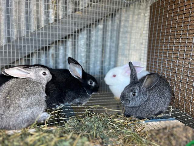 New Zealand Whites & Flemish Giant Rabbits | Rabbits | Gumtree ...