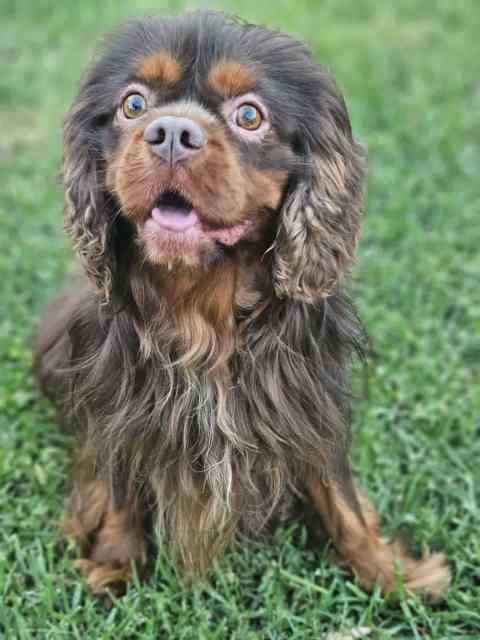 CHOCOLATE CAVALIER KING CHARLES MALE | Dogs & Puppies | Gumtree ...