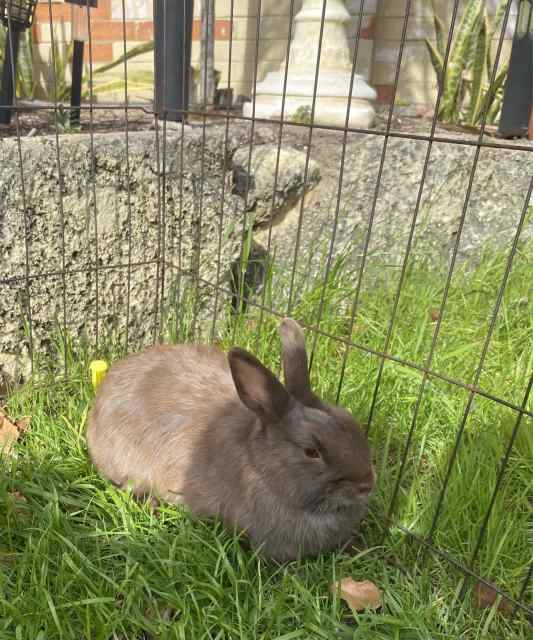 Netherland Dwarf Rabbit Chocolate Brown | Rabbits | Gumtree Australia ...