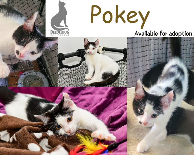 Pokey! Cuddly and fun black & white girl kitten - Deedlebug Cat Rescue | Cats & Kittens ...