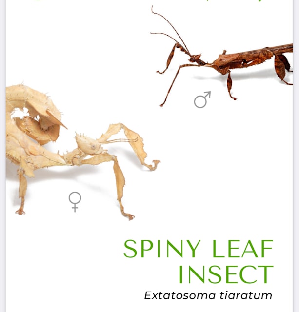 Spiny leaf insects / enclosures | Other Pets | Gumtree Australia Pine ...