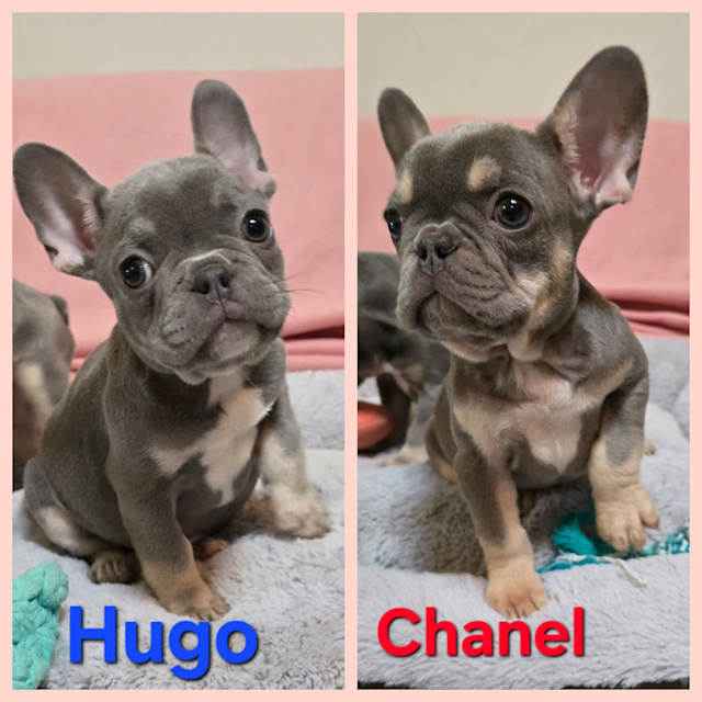Short and Compact Frenchie or French bulldog Puppies | Dogs & Puppies ...