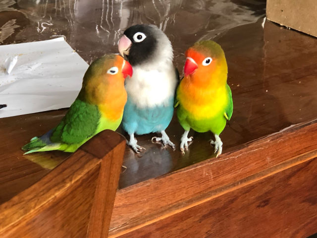 Family of Love Birds for sale | Birds | Gumtree Australia Penrith Area ...