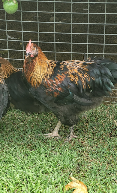Black Copper Maran Rooster | Livestock | Gumtree Australia Tweed Heads ...