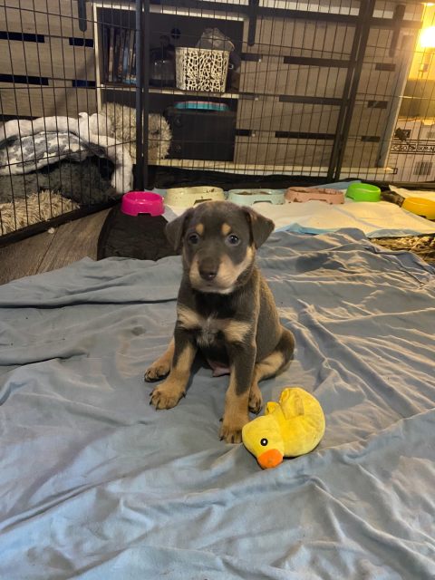 Pure kelpie pup blue and tan | Dogs & Puppies | Gumtree Australia ...