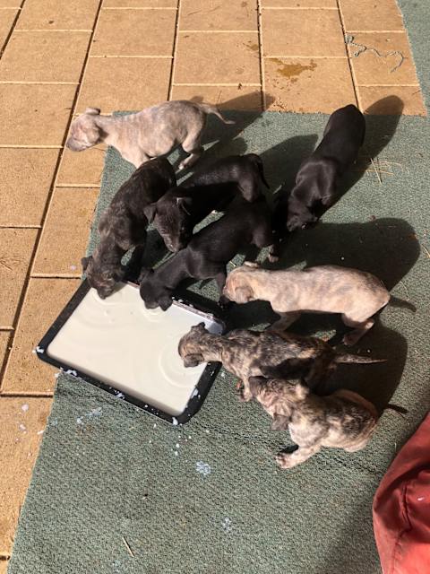 Pure Whippet Puppies! *Negotiable* | Dogs & Puppies | Gumtree Australia ...