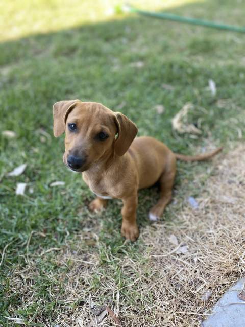 Jack-Hound Pups (Dachshund /Jack Russell X) | Dogs & Puppies | Gumtree ...