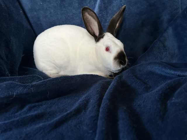 Rabbits pure bred Rex and Satin | Rabbits | Gumtree Australia Geelong ...
