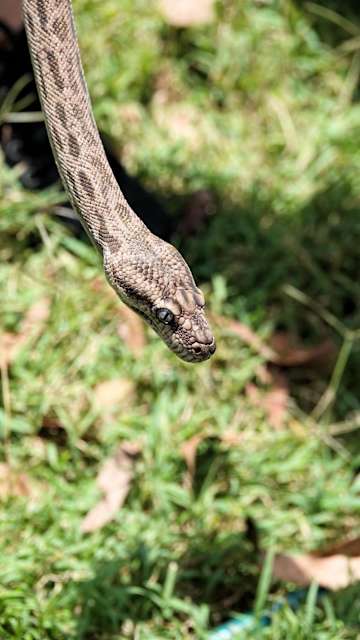 Oenpelli Pythons- The rarest python in the world | Reptiles ...