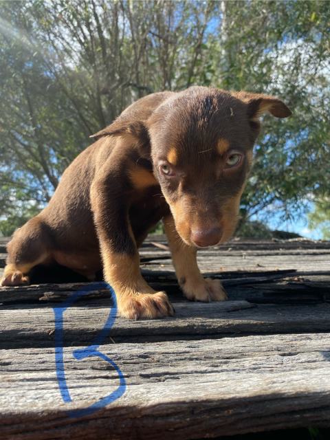 purebred Australian kelpie pup | Dogs & Puppies | Gumtree Australia ...