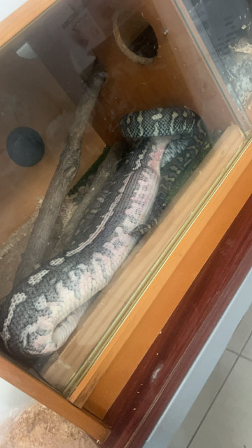 Male carpet python | Reptiles & Amphibians | Gumtree Australia Ipswich ...