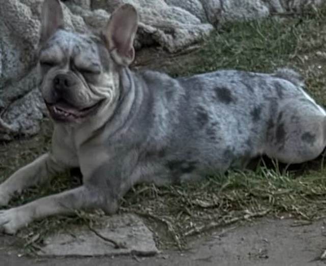 Purebred Frenchie Bulldog | Dogs & Puppies | Gumtree Australia ...