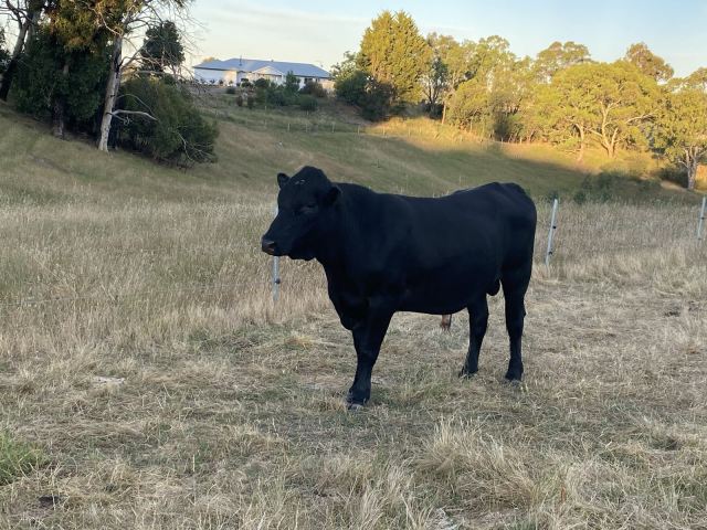 Angus x intact bull | Livestock | Gumtree Australia Adelaide Hills ...