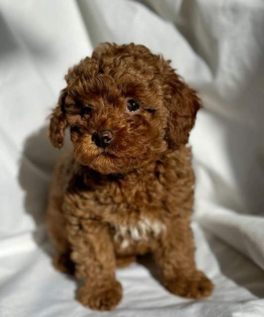 🌟Teacup Cavoodle Puppies🌟Two females, Two males Available NOW!🌟 | Dogs ...