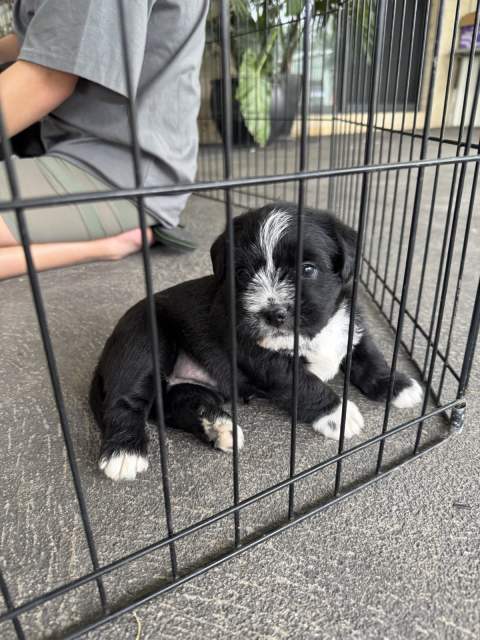 American Staffy x Maltese Terrier Puppies FREE | Dogs & Puppies ...