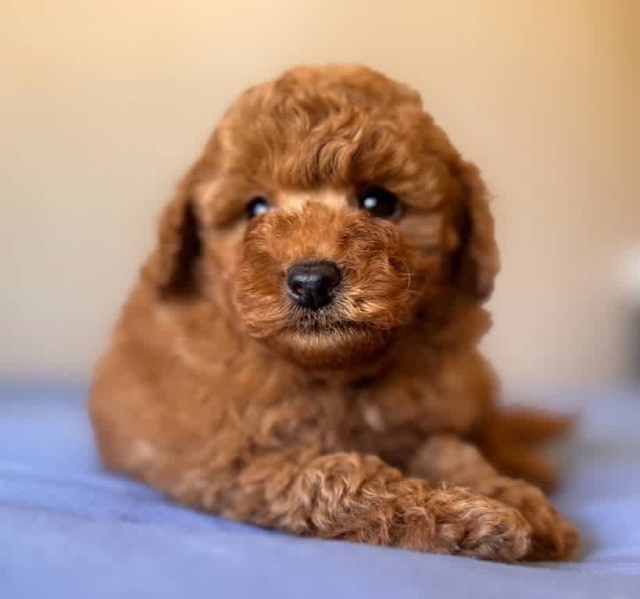 Toy Cavoodle Puppies, Ruby, Ready this weekend | Dogs & Puppies ...