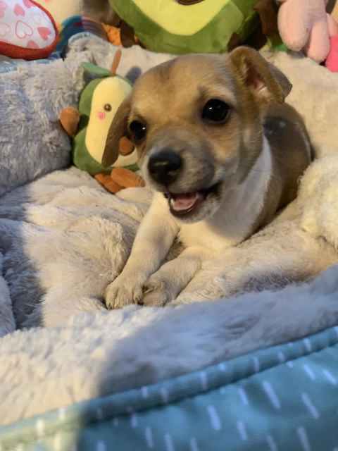 Bob tail Mini foxie puppy | Dogs & Puppies | Gumtree Australia Redland ...