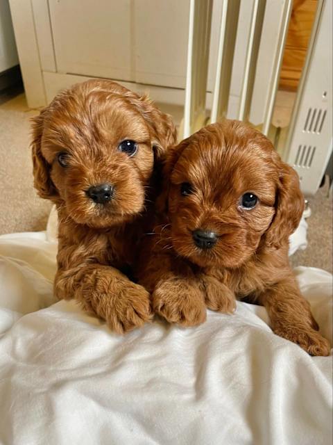 F1 Miniature Cavoodle puppies - female & male | Dogs & Puppies ...