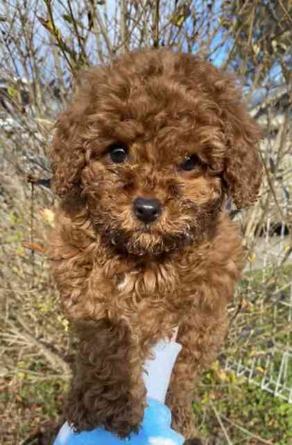 PICK ME!!!! Beautiful red baby boy cavoodle puppy AVAILABLE NOW! | Dogs ...
