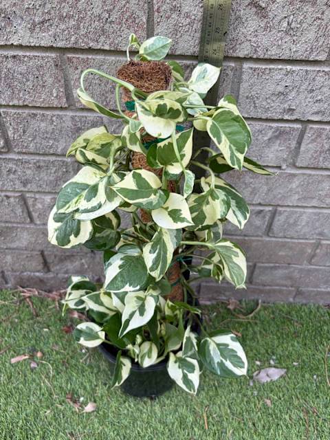 Snow queen pothos indoor plants - Plants in Eagleby QLD | Gumtree Australia