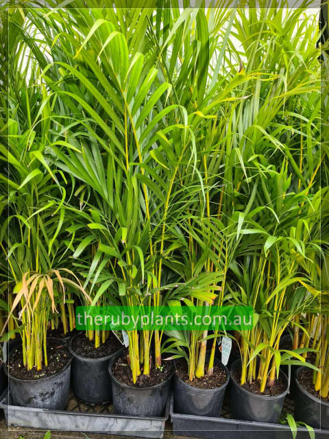 Golden cane palms / 1m tall / 17cm pot / Low-Maintenance - Plants in ...