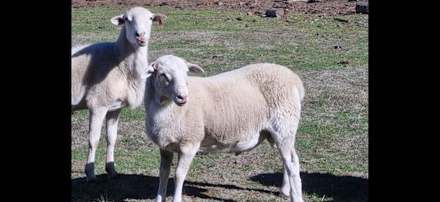 Australian white Ram | Livestock | Gumtree Australia Macedon Ranges ...