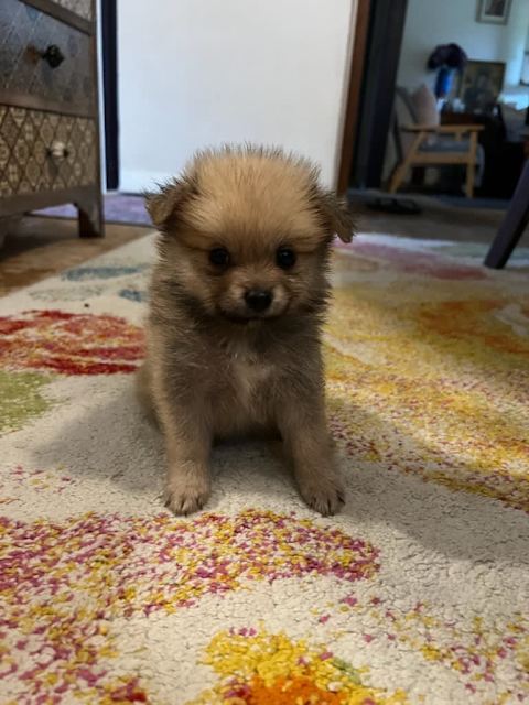 Pure-bred Pomeranian Puppies | Dogs & Puppies | Gumtree Australia ...