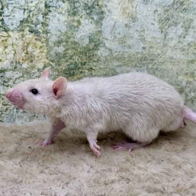 Gorgeous Pet Rats from Ethical Breeder | Other Pets | Gumtree Australia ...