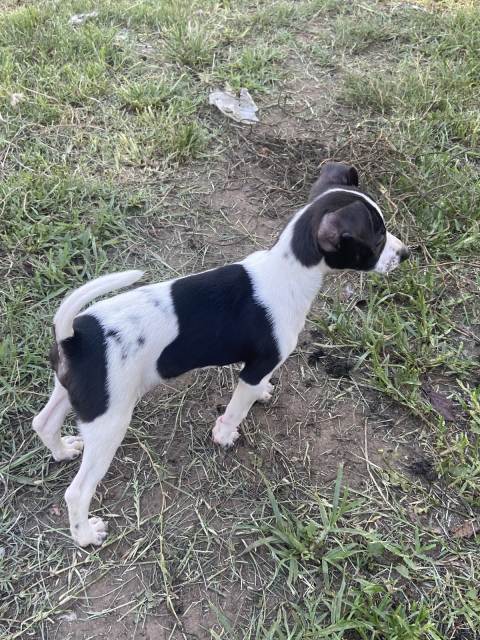 1 male Mini foxy puppy for sale | Dogs & Puppies | Gumtree Australia ...