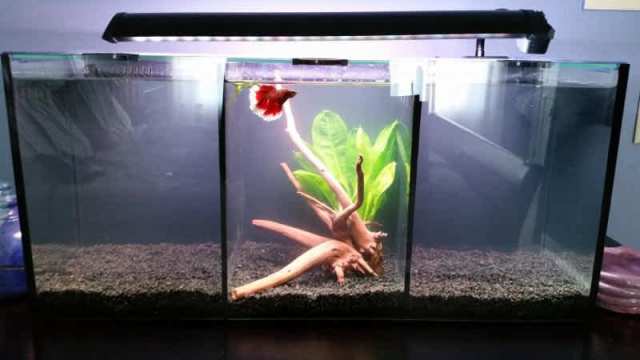 3 section fish tank. | Fish | Gumtree Australia Swan Area - Ballajura ...