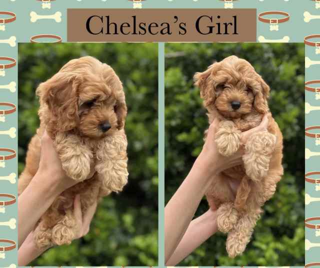 READY NOW - ONLY 3 LEFT- Beautiful F1B Ruby Red Toy Cavoodle Puppies ...