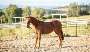 Chestnut Australian Riding Pony | Horses & Ponies | Gumtree Australia ...