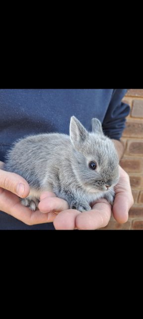 Netherland dwarf baby bunnys - male and female (smallest rabbit breed ...