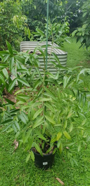Native Kauri Pine (large) | Plants | Gumtree Australia Townsville ...