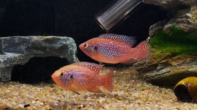 Red Forest Jewel Cichlid- proven breeding pairs | Fish | Gumtree ...