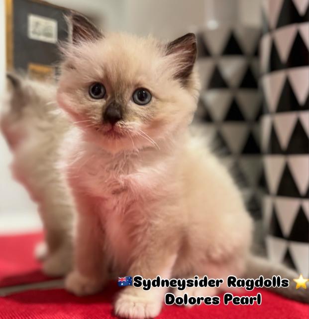 🇦🇺Sydneysider ⭐️Dolores Pearl : Chocolate Point Mitted Ragdoll | Cats ...