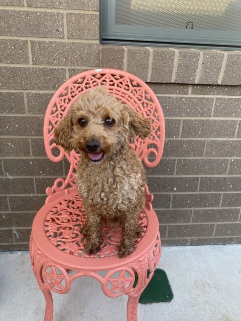 Toy poodle (MALE) | Dogs & Puppies | Gumtree Australia Murray Area ...