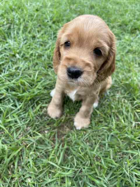 Purebred English Cocker Spaniel Puppy DNA clear | Dogs & Puppies ...