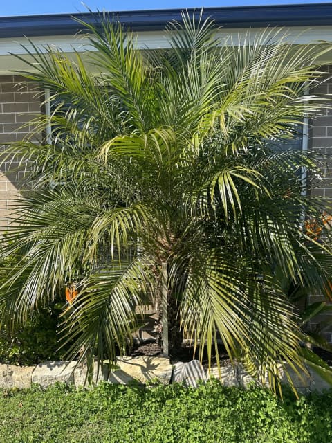 Dwarf Palm Tree | Plants | Gumtree Australia Camden Area - Catherine ...
