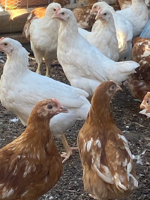 6 to 8 week old Chickens for sale | Livestock | Gumtree Australia ...
