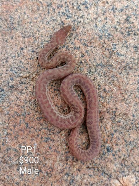 Hatchling Pygmy Python & NW Carpet Pythons | Reptiles & Amphibians ...