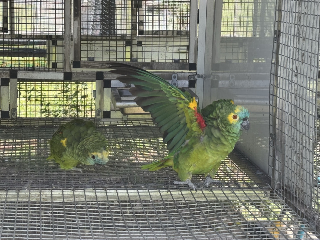 Amazons blue and yellow front - 2 breeding pairs and 1 hen available ...