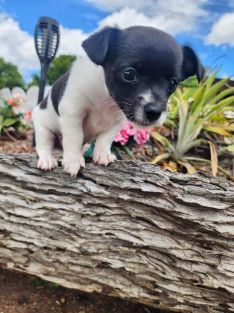 Mini Foxy puppies | Dogs & Puppies | Gumtree Australia Gladstone ...