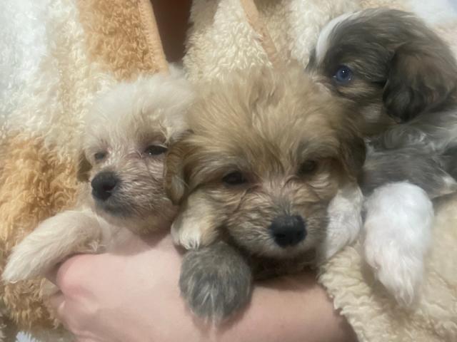 Pomapoo ( toy poodle x pomeranian ) Moodle | Dogs & Puppies | Gumtree ...