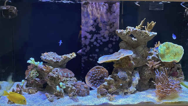 Marine Aquarium 220L 3ft set, GHL Profilux 4 Controller Doser Chiller ...