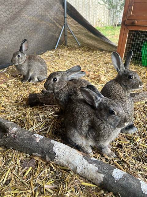 Rabbits 14weeks old free to good home | Rabbits | Gumtree Australia Baw ...