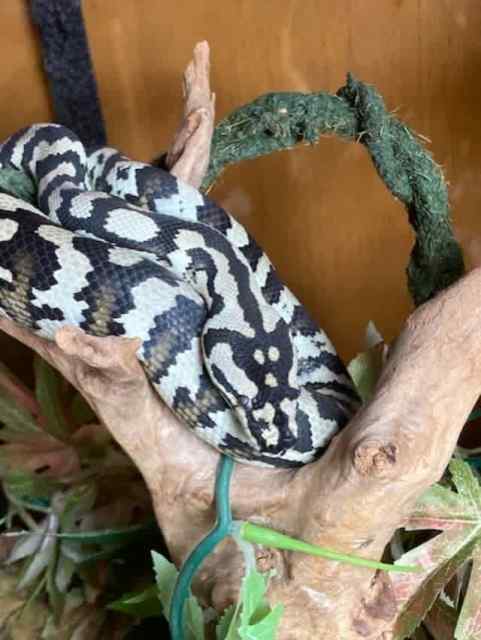 Pure daintree jungle python | Reptiles & Amphibians | Gumtree Australia ...