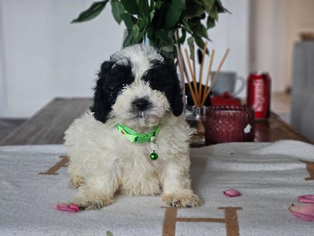 Adorable DNA Tested Shmoodle Puppies ready now | Dogs & Puppies ...