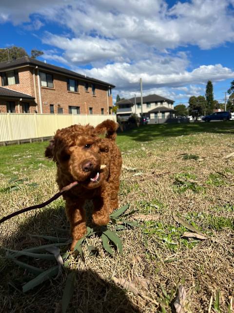 Looking for a Rental Property - for Rent | Gumtree Australia